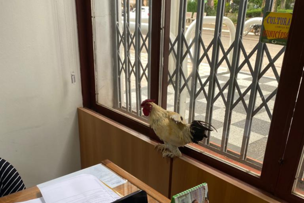 VÍDEO: ao querer cantar de galo, garnizé faz visita inusitada e dá um ...