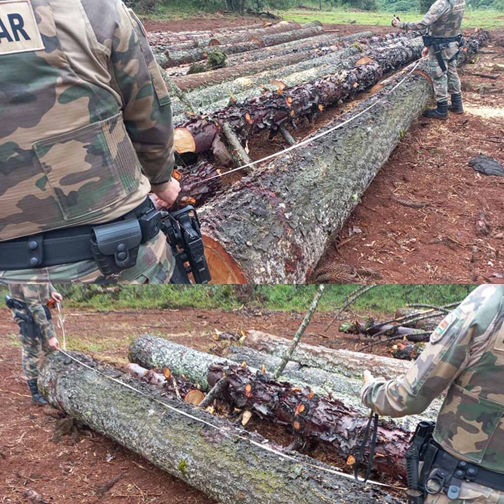 Jornal do Momento / Polícia / 225 toras de Pinheiro Brasileiro foram ...